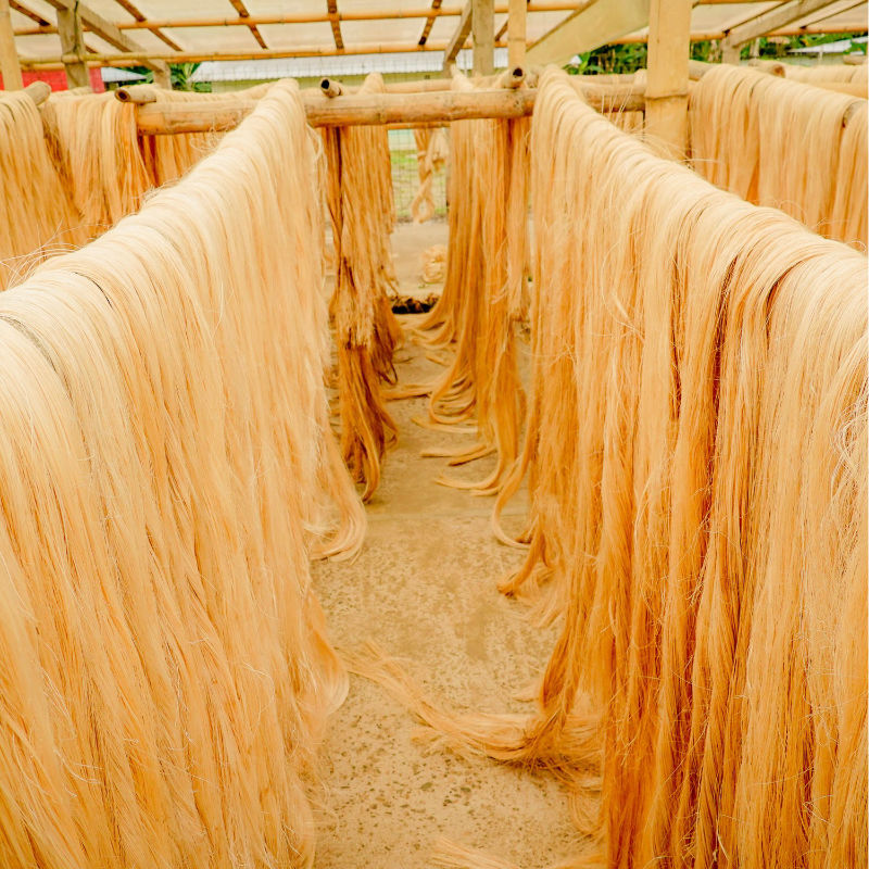 Marca Abacá - Export of abaca fiber - Ecuador