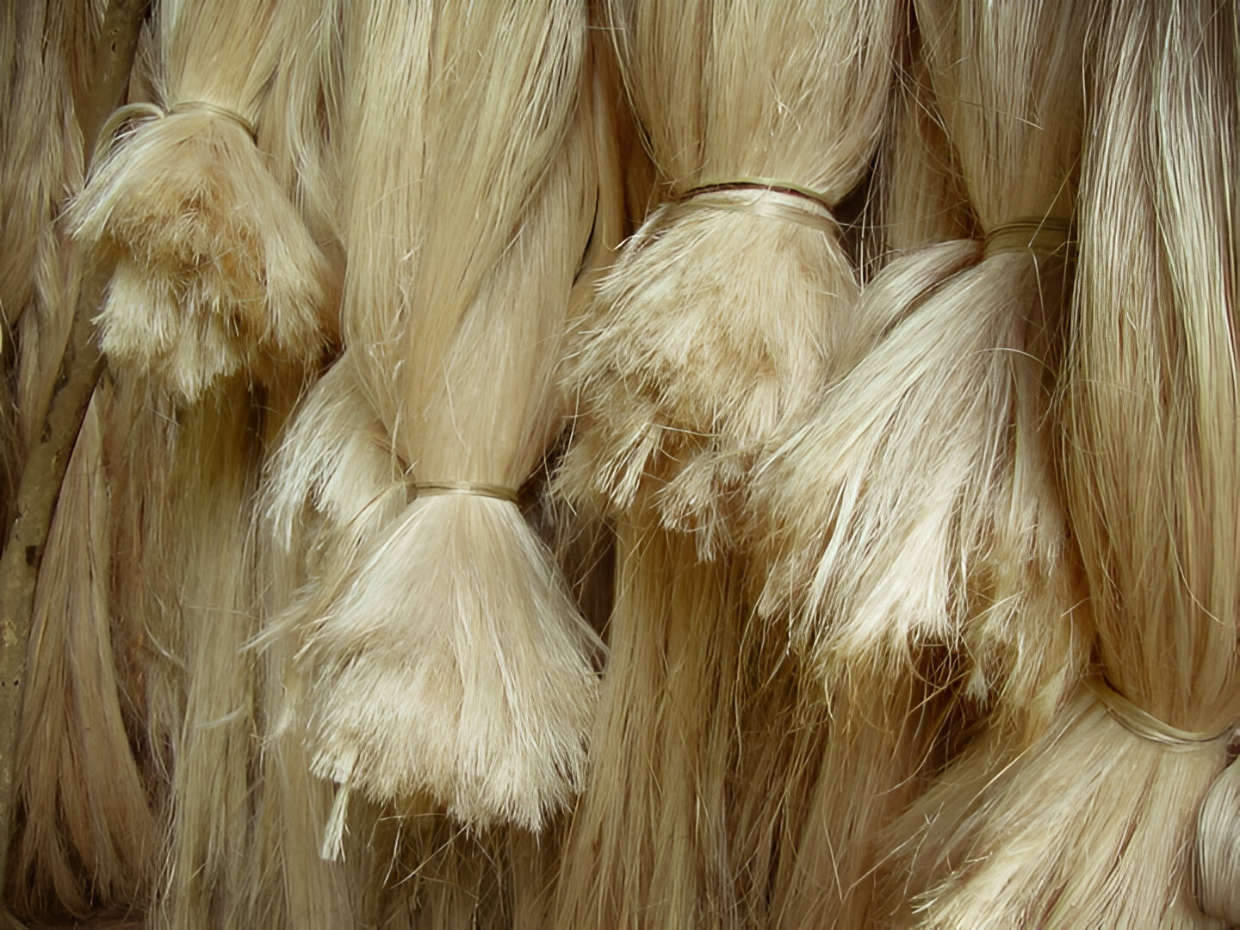 Marca Abacá - Export of abaca fiber - Ecuador